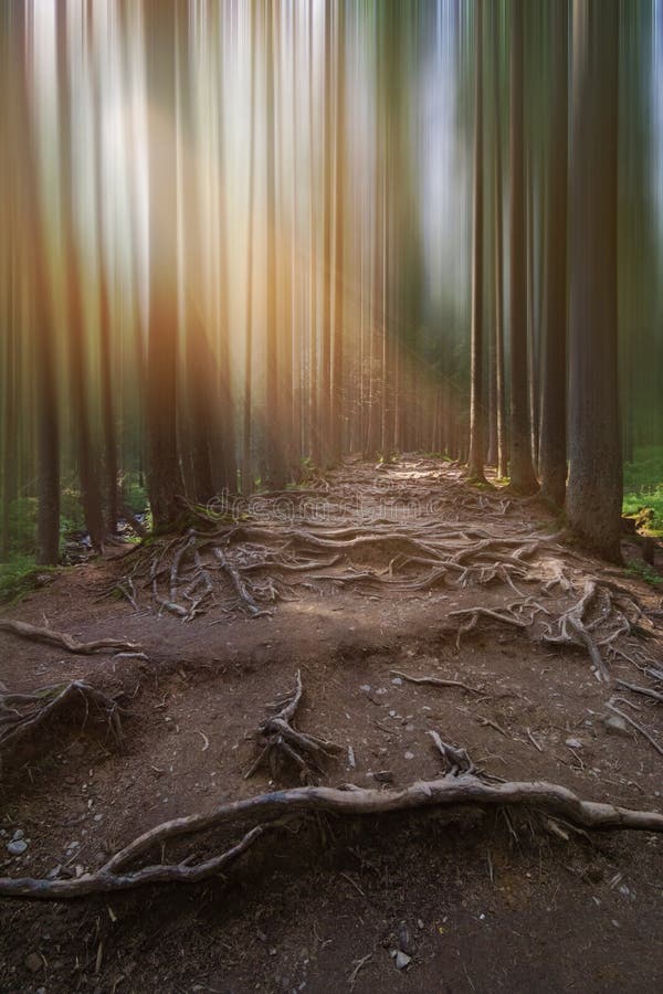 Road in Mysterious a Bit Creepy and Misty Park Stock Image - Image of ...