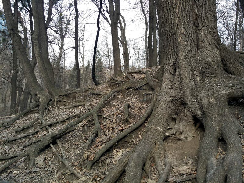 Trees, root stock photo. Image of tree, nbase, landscape - 87787238