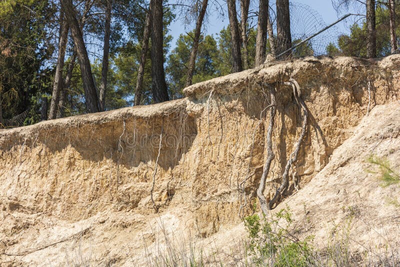 Trees with Roots Exposed by a Landslide Stock Image - Image of trees ...