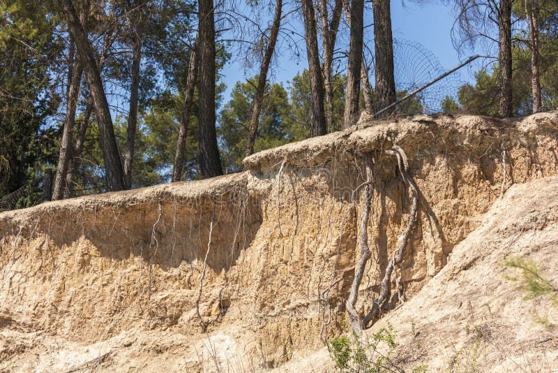 Trees with Roots Exposed by a Landslide Stock Photo - Image of geology ...