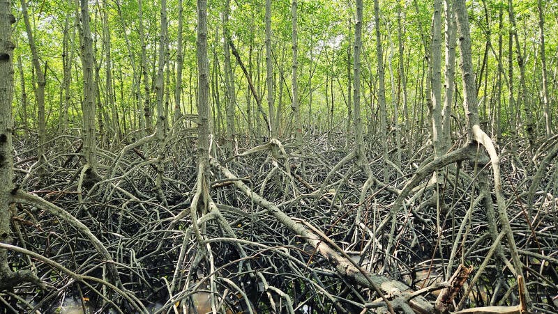 Trees and Roots of Mangroves Trees in Tropical Mangrove Forest ...