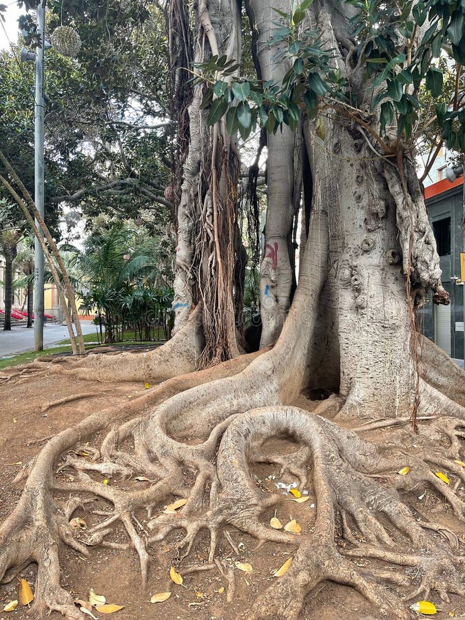 Trees with roots out stock photo. Image of soil, wood - 264103404