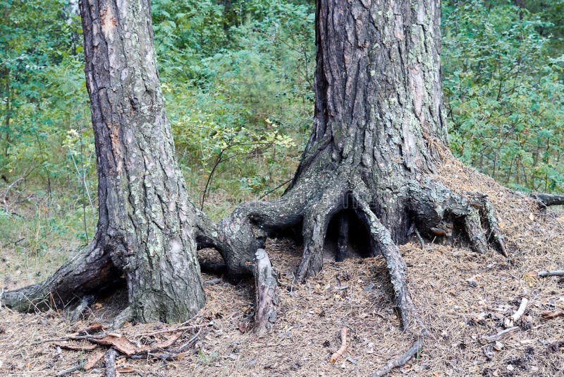 Trees with Roots Sticking Out of the Ground Stock Image - Image of leaf ...