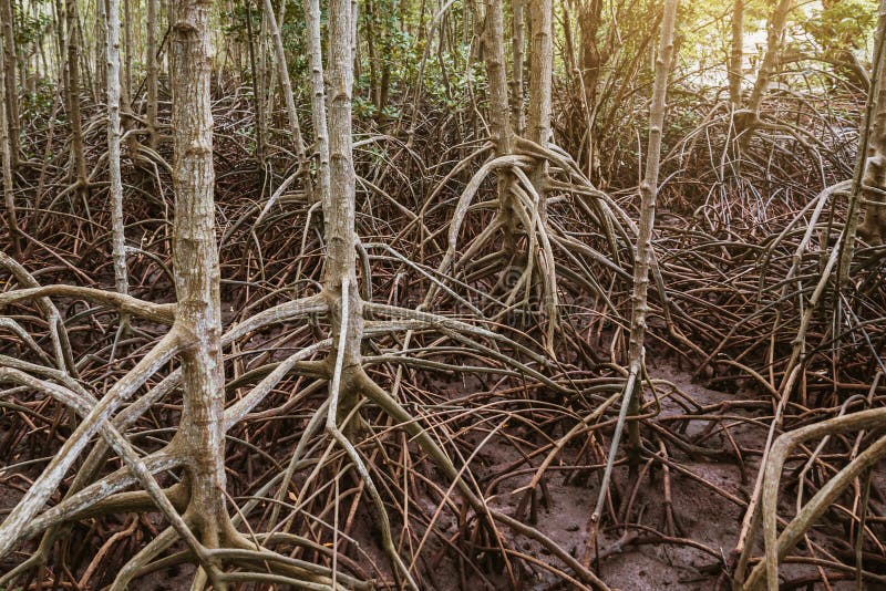 Trees roots. stock image. Image of natural, roots, field - 123697399