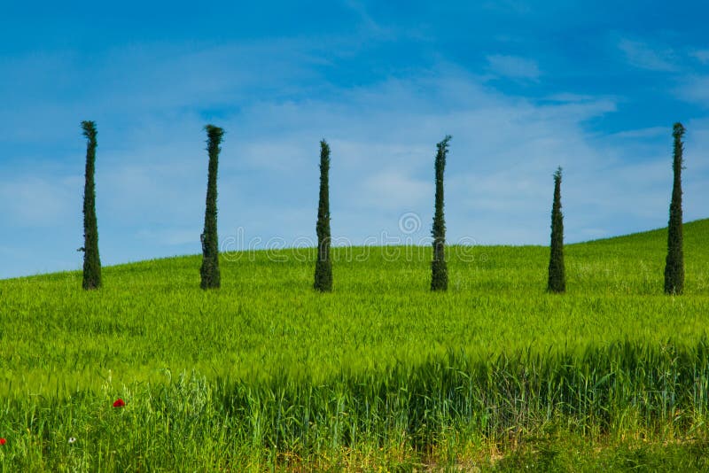 Trees in a row stock photo. Image of country, dorcia - 25837386