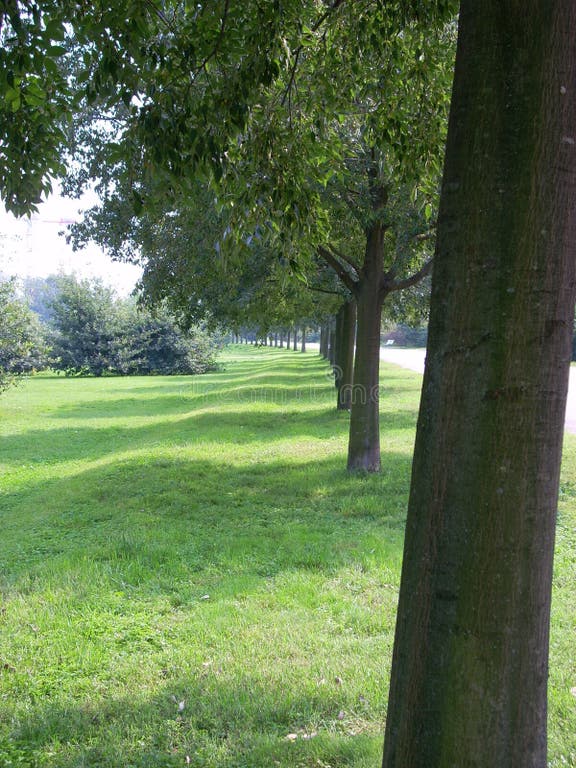 Trees row stock image. Image of nature, green, meadow - 3152161