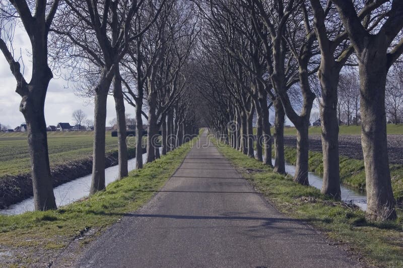 Trees in a row stock photo. Image of green, grass, nature - 4788558