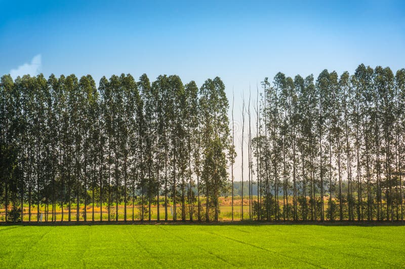 Trees in a Row stock photo. Image of nature, line, barrier - 195751328
