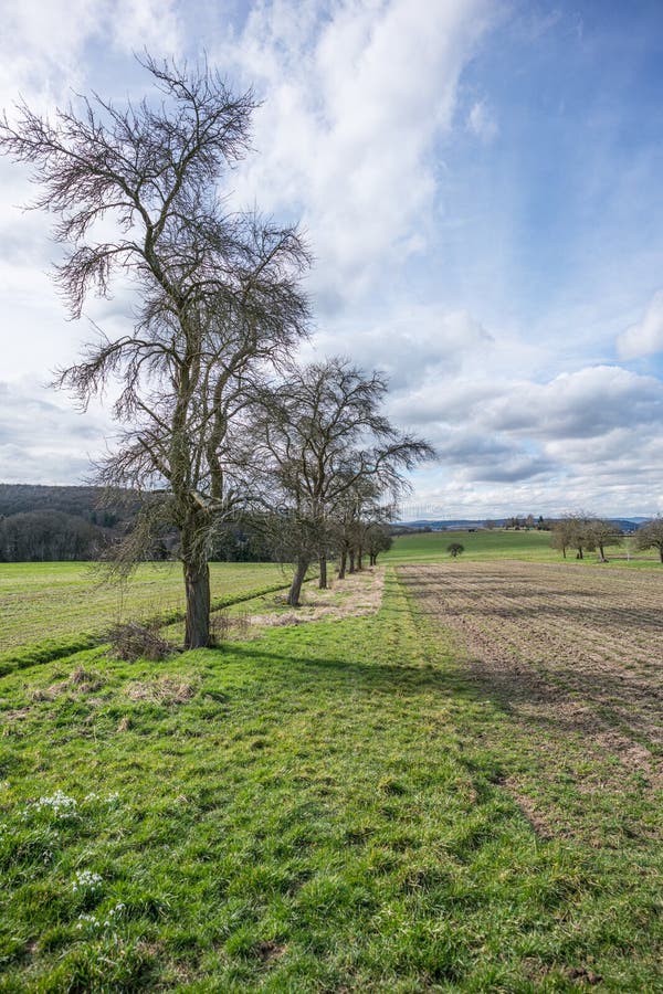 Trees on the Edge of a Cliff in the Forest. Stock Image - Image of ...