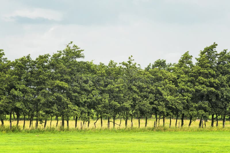 Row of mature trees stock image. Image of leaves, country - 21695599