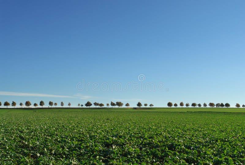 Trees row on horizon. stock image. Image of horizon, line - 1570359