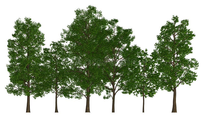 Trees in a Row Isolated on White 3d Illustration Stock Illustration ...