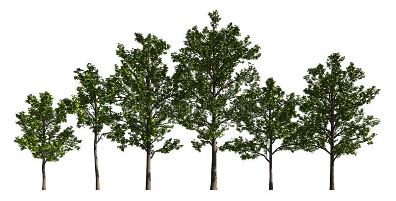 Trees in a Row Isolated on White 3d Illustration Stock Illustration ...