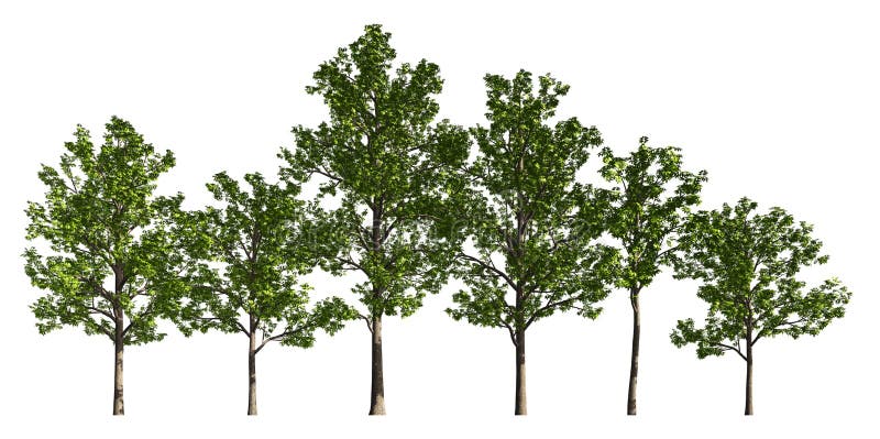 Trees in a Row Isolated on White 3d Illustration Stock Illustration ...