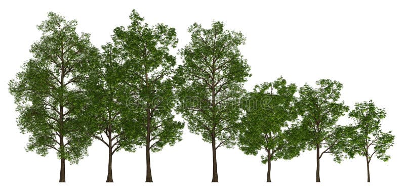 Trees in a Row Isolated on White 3d Illustration Stock Illustration ...