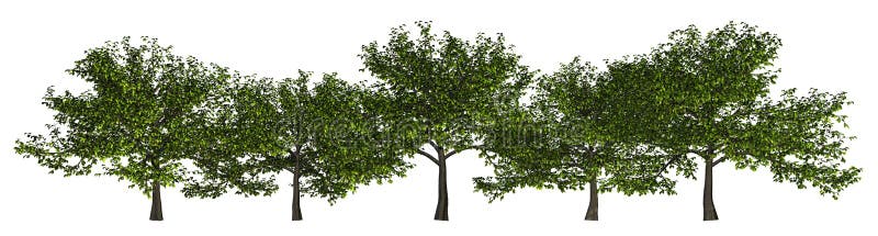 Trees in a Row Isolated on White 3d Illustration Stock Illustration ...