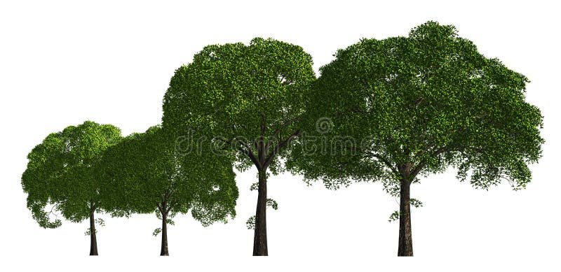 Trees in a Row Isolated on White 3d Illustration Stock Illustration ...