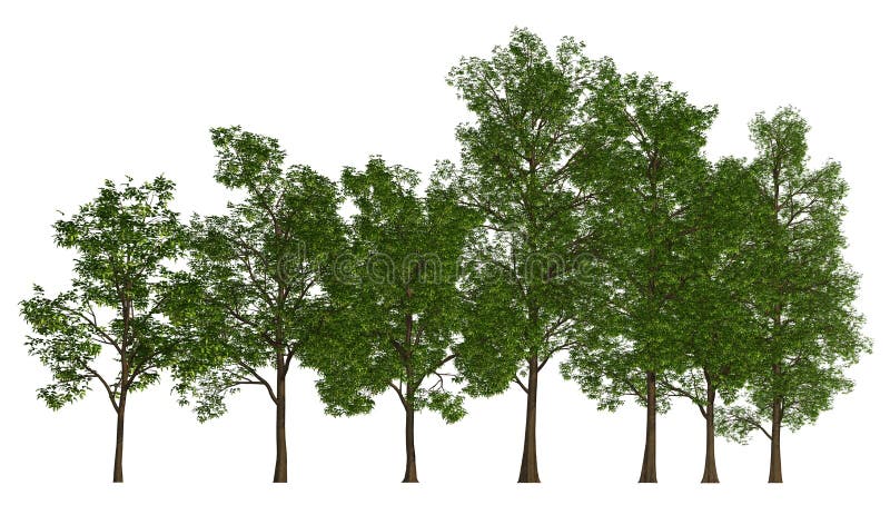 Trees in a Row Isolated on White 3d Illustration Stock Illustration ...