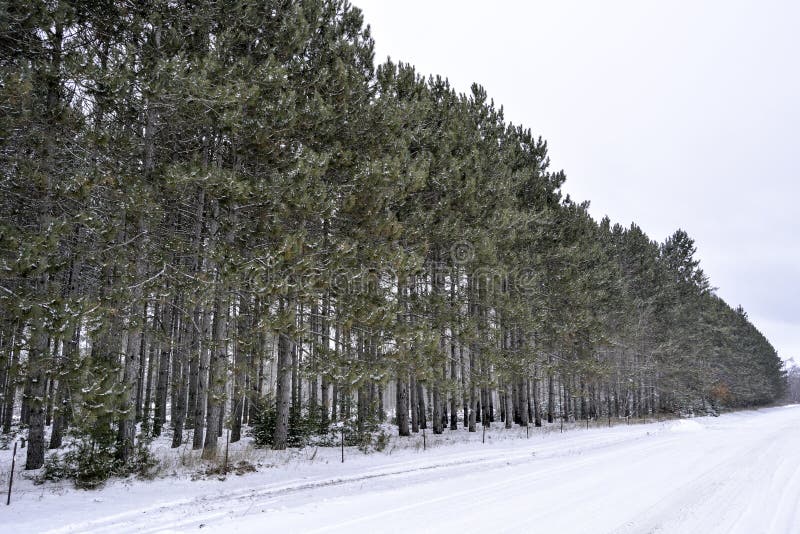 Trees in a Row Lined Up in Winter Snow Stock Image - Image of copyspace ...