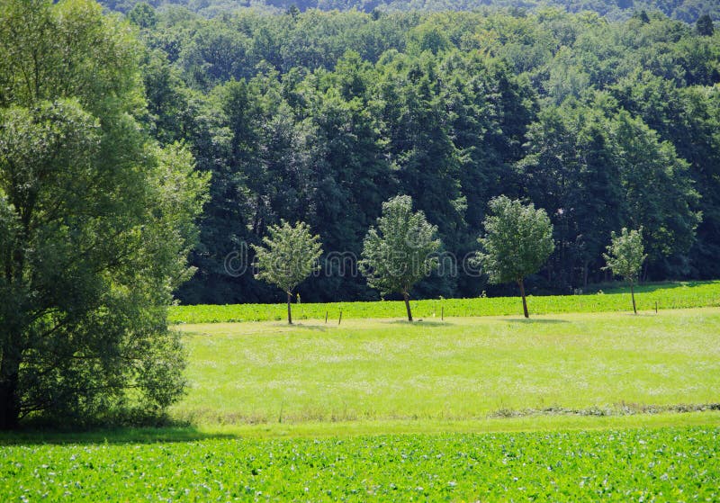 4 Trees in a Row on a Meadow at the Edge of the Forest Stock Image ...