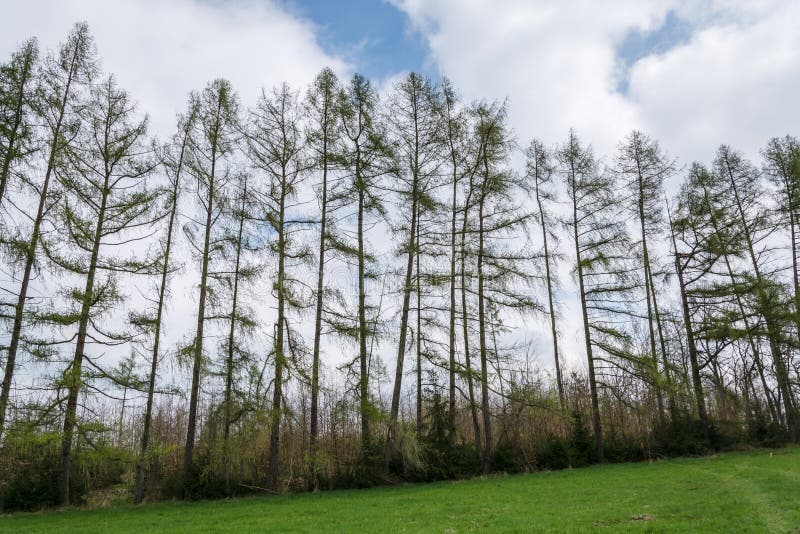 Trees row stock image. Image of tall, clearing, coniferous - 110330675