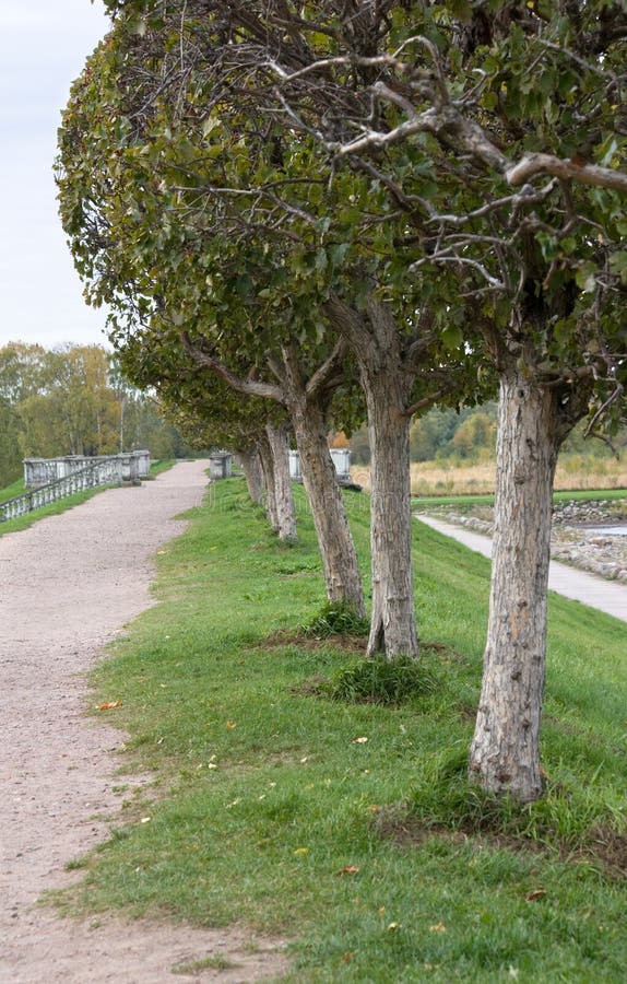 Trees in Rows stock image. Image of walkway, outdoors - 16594161