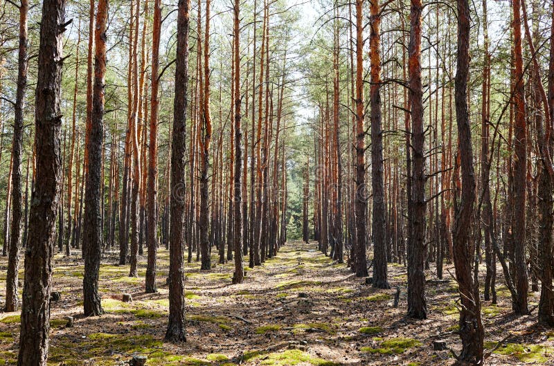 Trees in Rows in the Forest Stock Image - Image of branch, outdoor ...