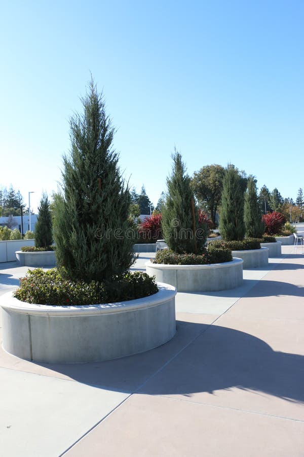 Trees in Rows. Image stock photo. Image of formal, relax - 135837086