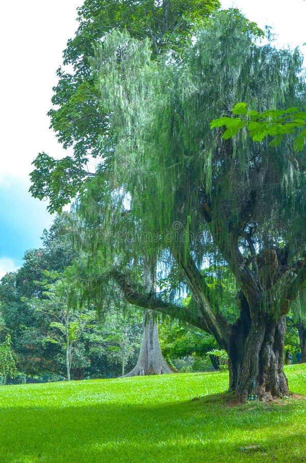 Trees in Royal Botanic Gardens,kandy,Sir Lanka Stock Photo - Image of ...