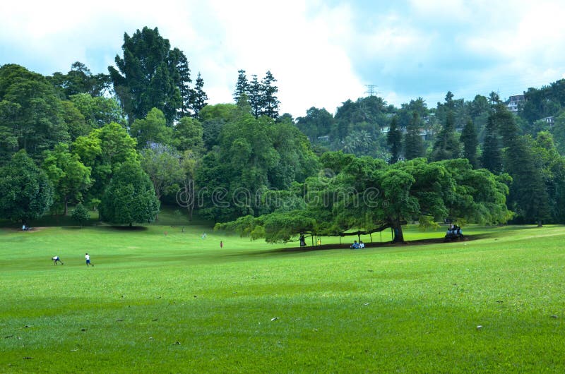 Trees in Royal Botanic Gardens,kandy,Sir Lanka Stock Photo - Image of ...