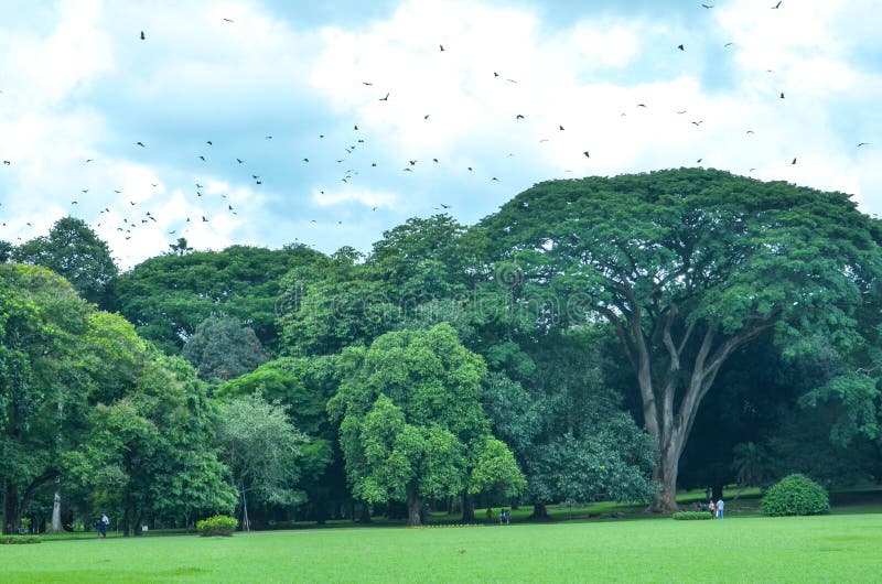 Trees in Royal Botanic Gardens,kandy,Sir Lanka Stock Photo - Image of ...