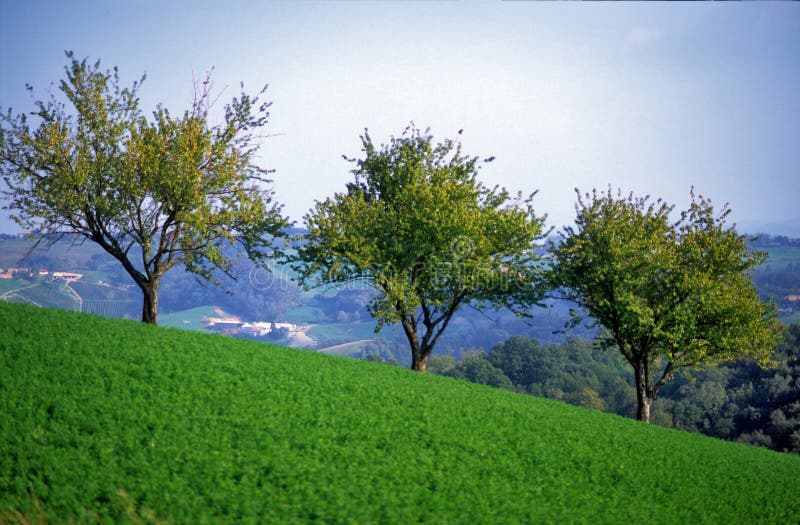Trees in rural landscape stock photo. Image of picturesque - 5656532