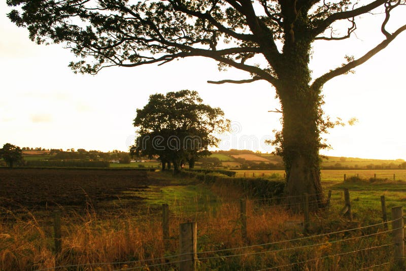 Trees stock image. Image of tree, beautiful, clouds, bushes - 78881807