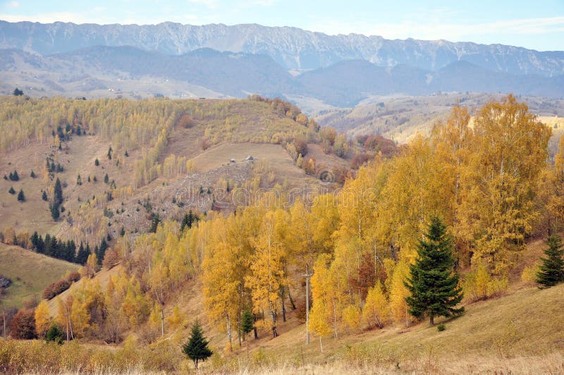 Trees rust stock photo. Image of frost, iced, cold, morning - 21882782