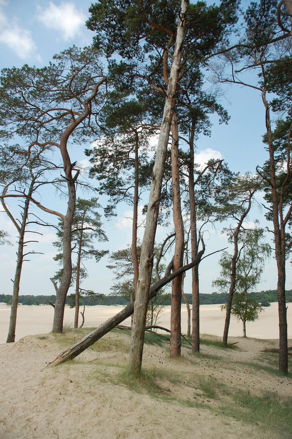 Trees on a sand drift stock image. Image of dune, holland - 13056419