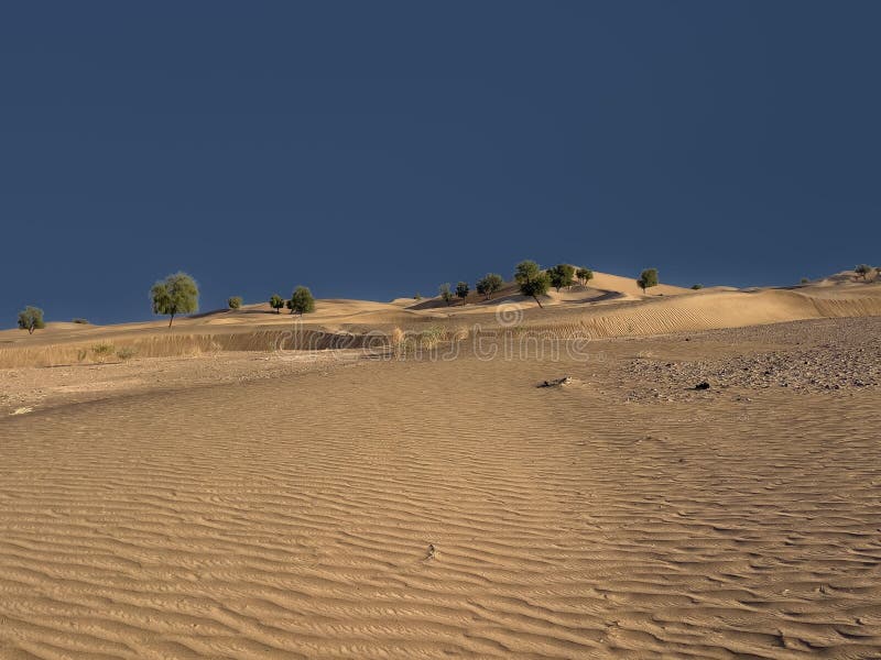Trees in a Sandy Deserted Area Stock Image - Image of deserted, africa ...