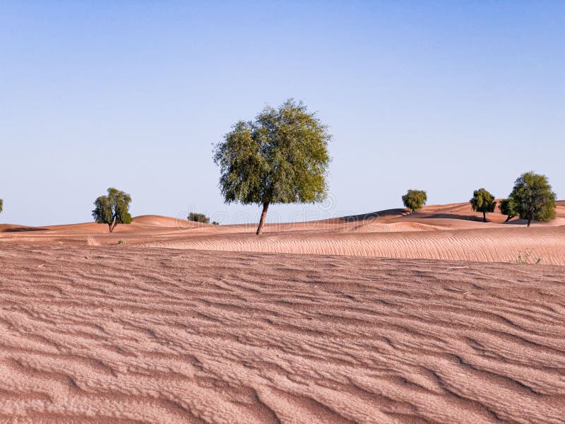 Trees in a Sandy Deserted Area Stock Image - Image of deserted, sand ...