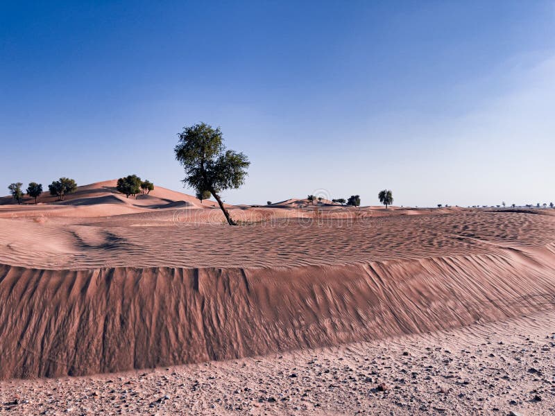 Trees in a Sandy Deserted Area Stock Image - Image of desert, scenic ...