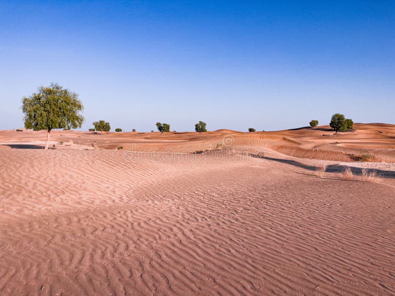 Trees in a Sandy Deserted Area Stock Image - Image of desert, africa ...