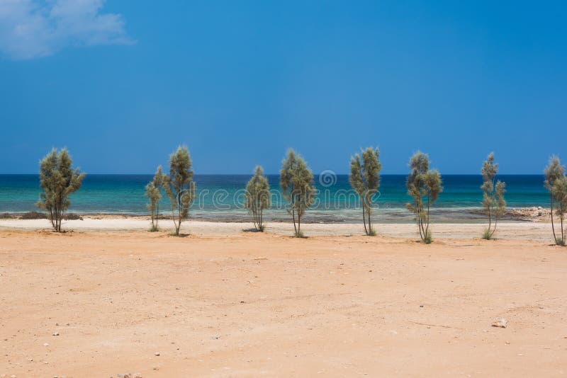 Trees on sandy sea shore stock photo. Image of calm, trees - 55790428