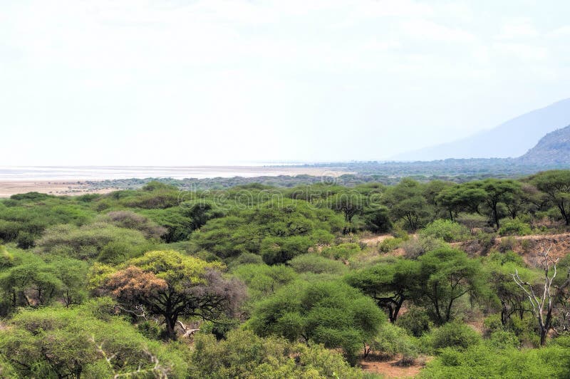 Trees in Savanna stock photo. Image of large, huge, outdoor - 61696238