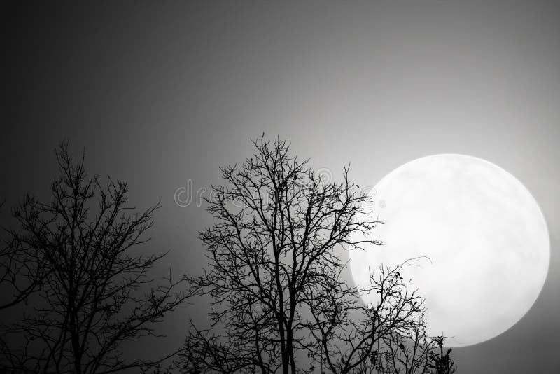 Trees scary night shadow. stock photo. Image of moon - 95279068