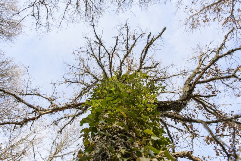 Trees scary stock image. Image of woody, green, tree - 39242985