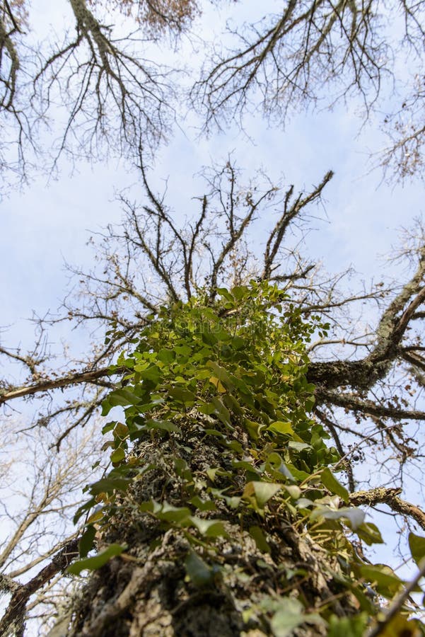 Trees scary stock photo. Image of mediterranean, climbing - 39243220