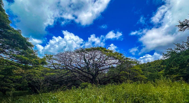 Trees and Scenery on the Grounds of Kualoa Ranch on Oahu in Hawaii ...