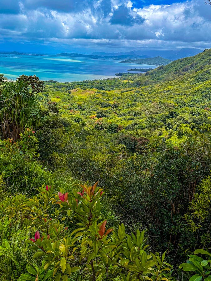 Trees and Scenery on the Grounds of Kualoa Ranch on Oahu in Hawaii ...