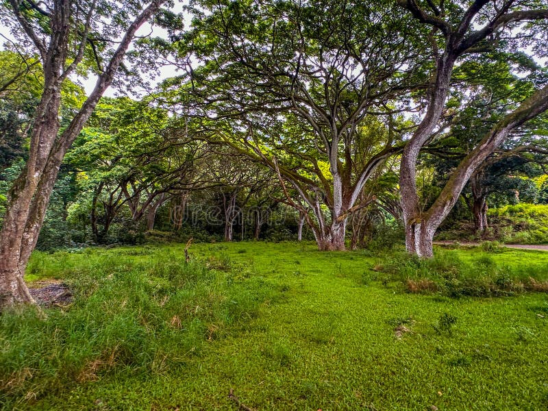 Trees and Scenery on the Grounds of Kualoa Ranch on Oahu in Hawaii ...