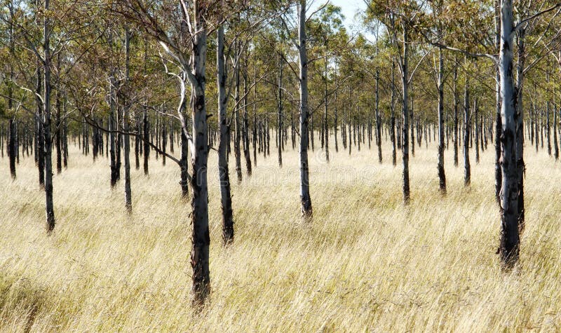 Trees stock photo. Image of bush, trees, nature, young - 32204026