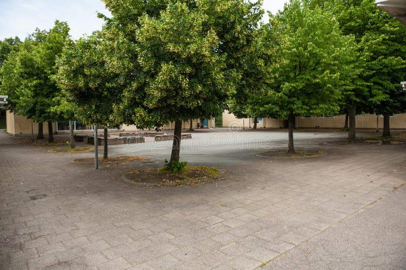 Trees in a school yard.. stock photo. Image of forest - 343438124