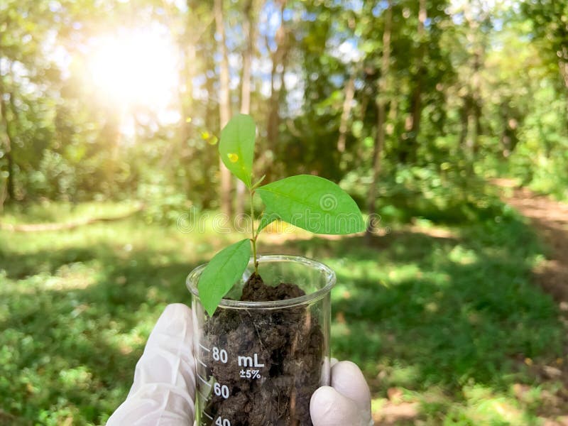 Trees in a Science Glass, Experimentation and Conservation for the ...